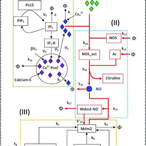 Schematic Model Of The Reaction Network Download Scientific Diagram