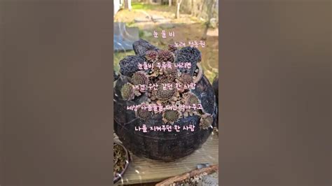 🎵눈물비 ️정동원 프린스👍🏻항아리와 하베더보이 바위솔의 조화영하의 날씨에도 끄덕없는 바위솔노지월동 Youtube