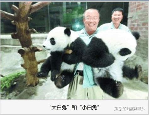 大熊猫大白兔，一脉继承的胖白美貌 知乎