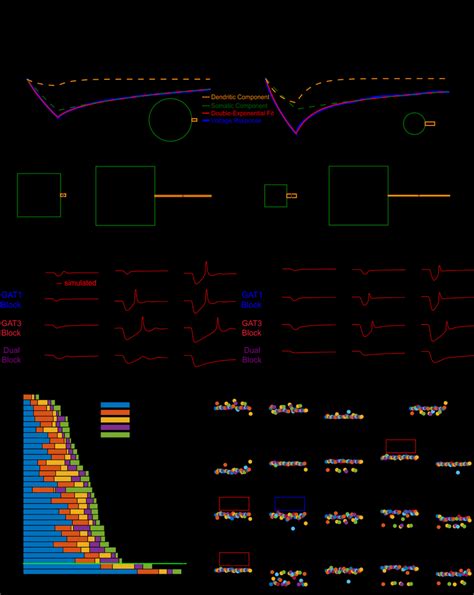 Thalamocortical Model Neurons Reproduce Gabab Ipsc And Rebound Responses Download Scientific