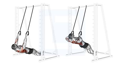 Inverted Row Muscles How To Do An Inverted Row Bodi