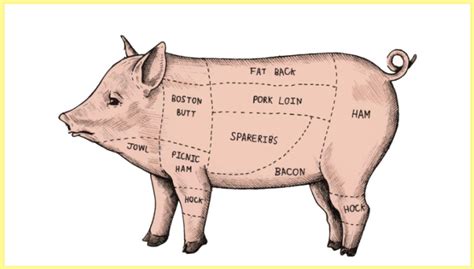돼지고기 부위별 영어 이름과 용도 쇠고기 닭고기 오리고기 토끼고기 양고기 부위별 영어 표현 네이버 블로그