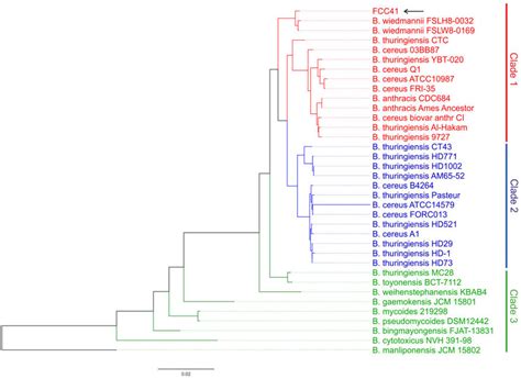 Phylogenetic Analysis Of B Cereus Sensu Lato Strains The Download Scientific Diagram