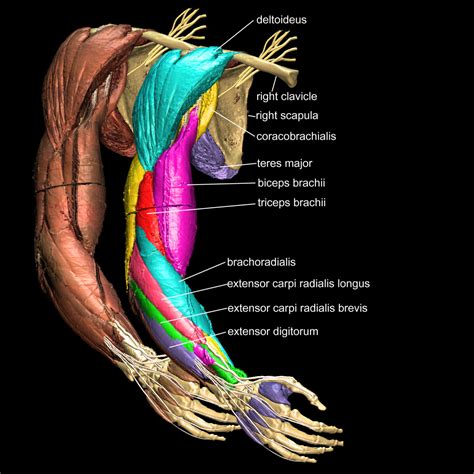 Anatomy Of The Arm And Hand