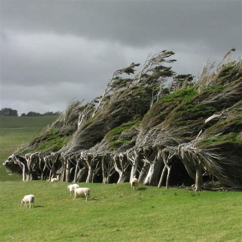 Интересные факты об овцах — Музей фактов