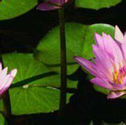 C 结构体中可以放vector吗 CSDN社区