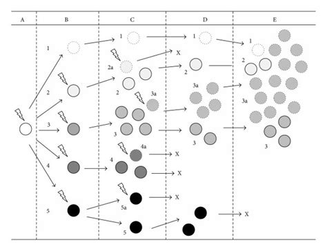 Simplified Schematics Of Clonal Evolution In Leukemia According To Download Scientific Diagram