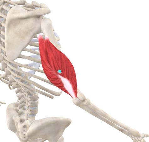 Trigger Point Of The Week Triceps