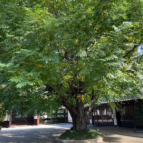 文京区本駒込 栴檀林諏訪山吉祥寺有秋小春