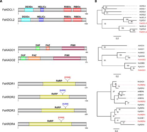 Identification Of Fsk Rnai Core Machinery A Schematic Representation Download Scientific