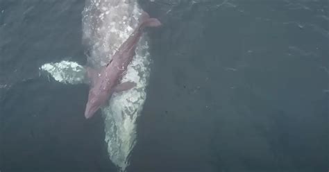 Avistamiento único captan el bello momento del nacimiento de una ballena gris en California