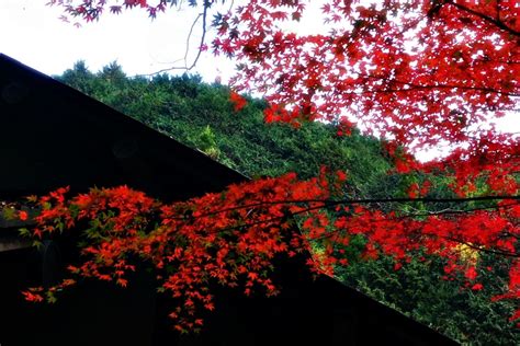秋景 GANREF