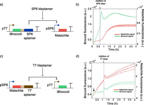 Characterization Of Individual States Of An Rna Based Toggle Switch Download Scientific