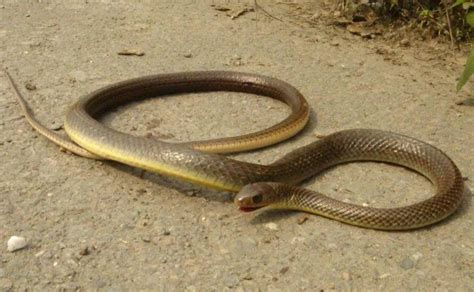 灰鼠蛇 快懂百科