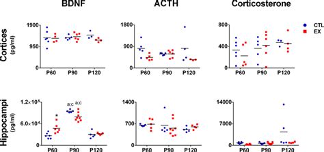Cortical And Hippocampal Levels Of Brain Derived Neurotrophic Factor Download Scientific