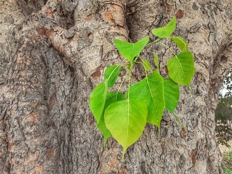 Peepal Tree Roots In India Stock Image Image Of Leaf Nature 244807247