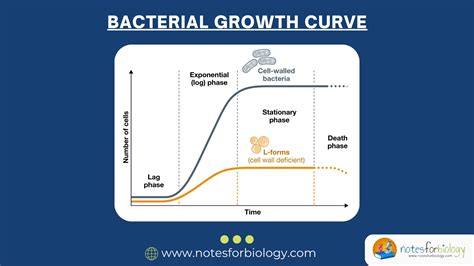 Bacterial Growth Curve Best Biology Notes Reference