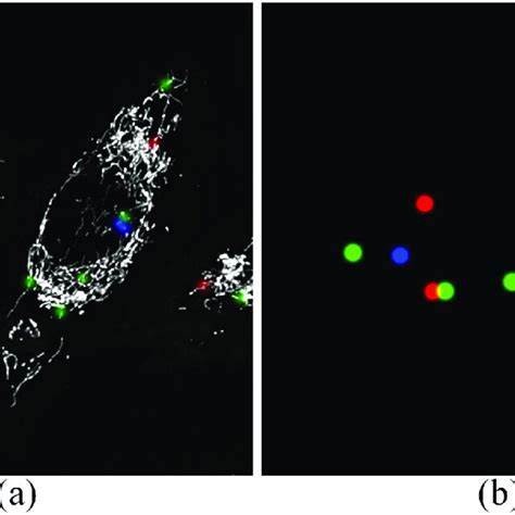 Maximum Intensity Projections Of The Two Output Z Stacks Which Are Download Scientific Diagram