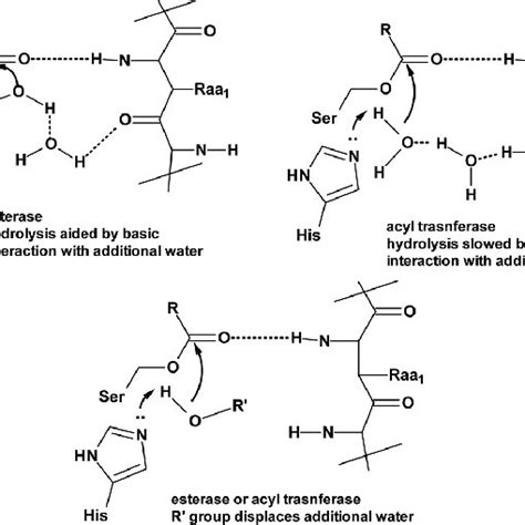 Hypothesis Of How The Orientation Of The Oxyanion Loop Affects The Download Scientific Diagram