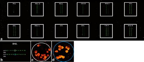 A Raw Signals Of Lectin Based Cell Microarray Analysis Of Uncultured Download Scientific