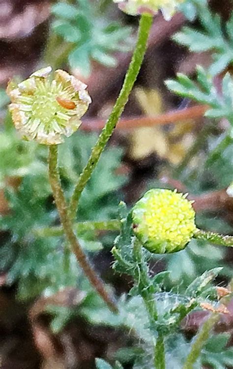 キク科マメカミツレ豆加蜜列 奥行き1mの果樹園