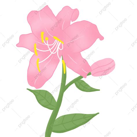 Lili White Transparent Hand Painted Lily Hand Draw Lily Plant PNG Image For Free Download