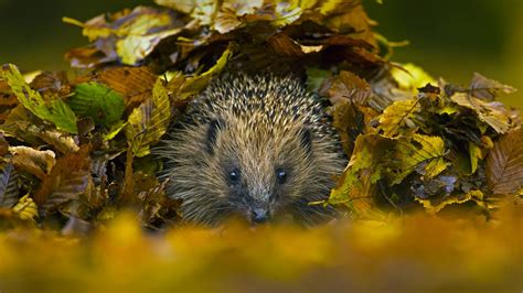 Mshirani Shutterstock Bing