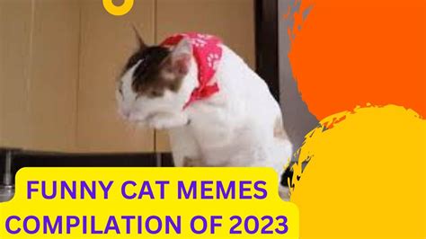 FUNNY CAT MEMES COMPILATION OF 2023 One News Page VIDEO