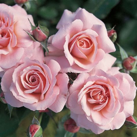 Beetrose Bodendeckerrose Rose Bonica 82 Rosa