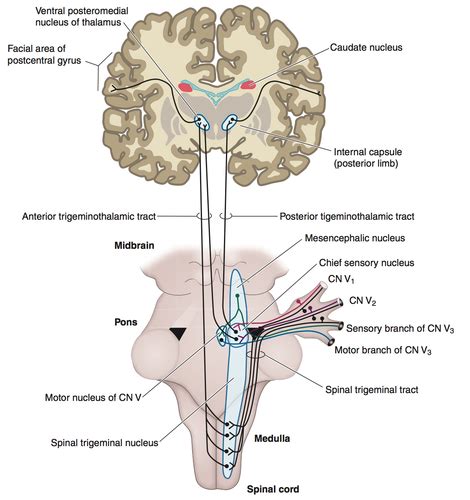 Trigeminal Lemniscus
