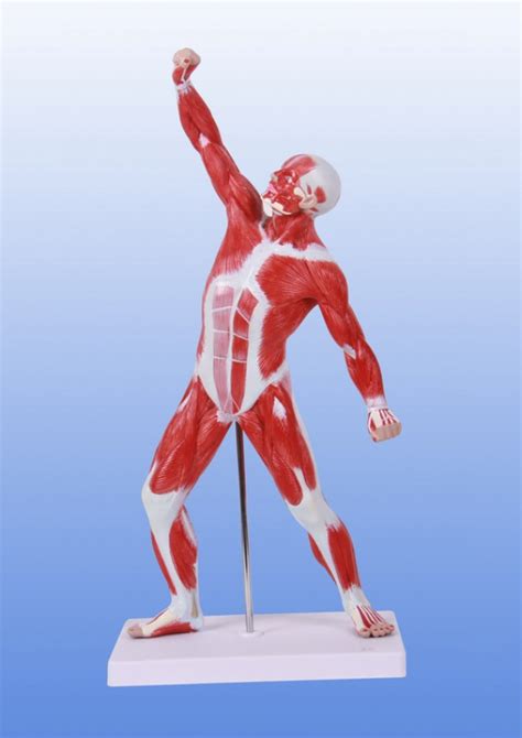 上海康谊教学仪器设备有限公司 上海康谊人体浅层运动肌肉解剖模型 局解系统解剖学模型 上海康谊医学教学仪器 医学教学 医学仪器 教学仪器
