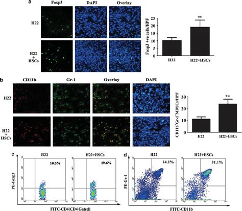 The Effect Of Hepatic Stellate Cells HSCs On The Expansion Of