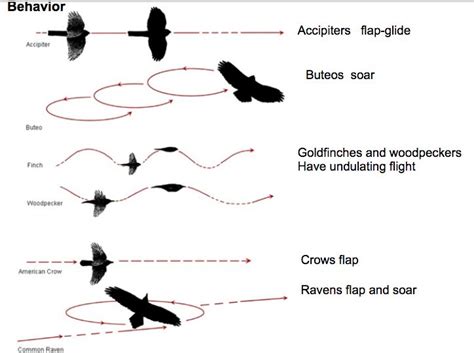 Flight Patterns Of American Crows