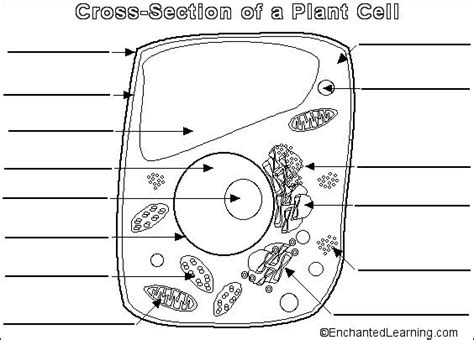 Cross Section Of A Plant Cell Diagram Quizlet