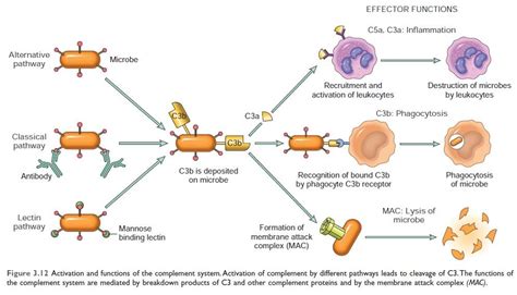 Mediators Of Inflammation Emedicodiary