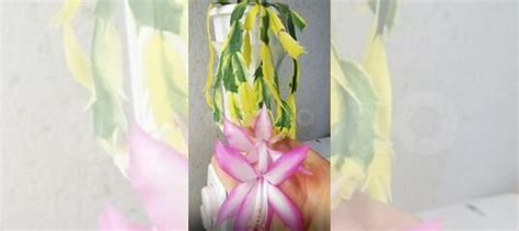 Декабрист вариегатный купить в Новосибирске | Товары для дома и дачи ...