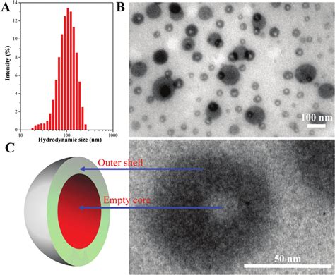 A Hydrodynamic Size Distribution B Tem Images And C Core Shell Download Scientific