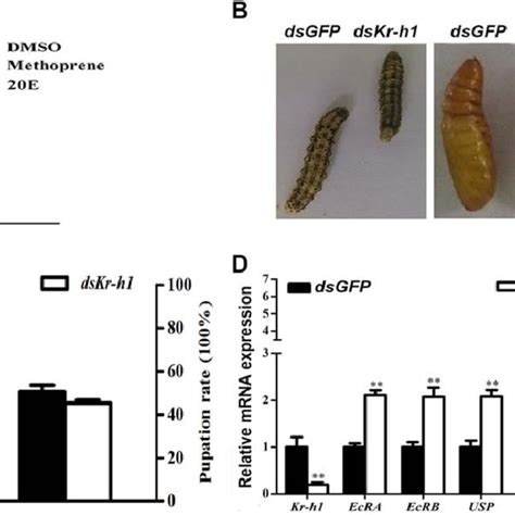 Transcriptional Regulation And Functional Analysis Of Helicoverpa