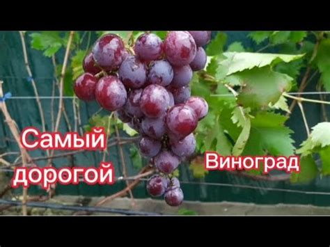 Самый дорогой виноград для тех кто не знает. - YouTube