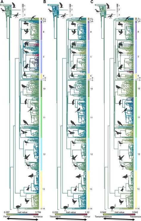 Quantitative Analysis Of Morphometric Data Of Pre Modern Birds Phylogenetic Versus Ecological