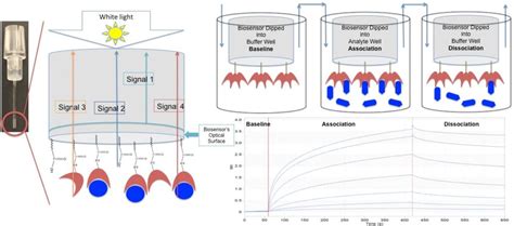 Biolayer Interferometry Bli