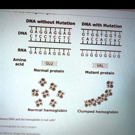 Solved Normal Hemoglobin Which Statement Explains The Relationship