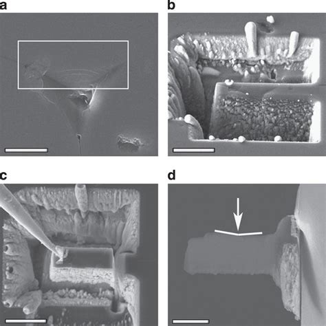 Raman Spectra Of Amorphous And Crystalline B4ca Representative Raman