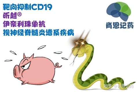 记住所有fda生物药 抗cd19 治疗视神经脊髓炎谱系疾病nmosd 昕越®伊奈利珠单抗 知乎