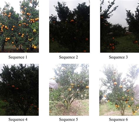 Deep Learning Based In Field Citrus Fruit Detection And Tracking Pmc