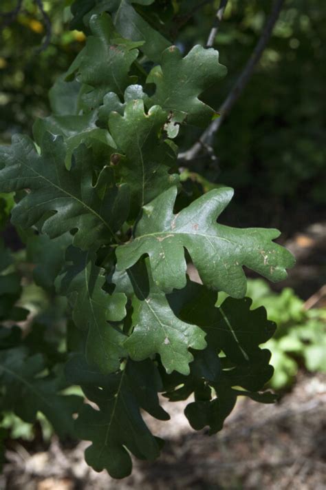 Quercus Lobata Leaf