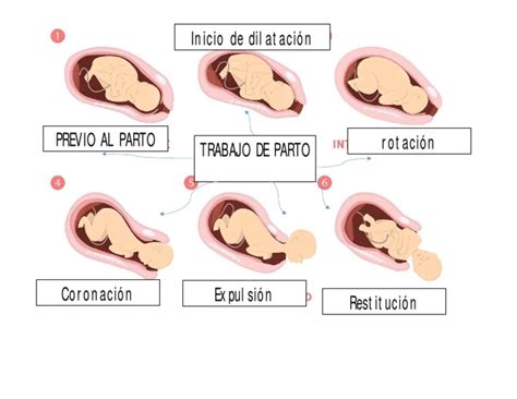 Las Etapas Clave Del Parto Desde La Dilatación Hasta La Restitución Pdf