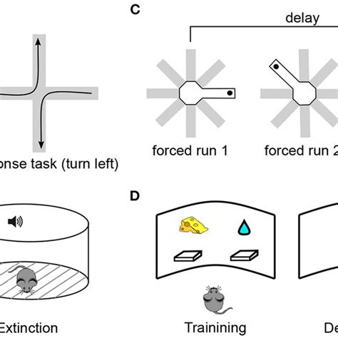 A Schematic Summary Of Synaptic Plasticity Experiments Using Bcm