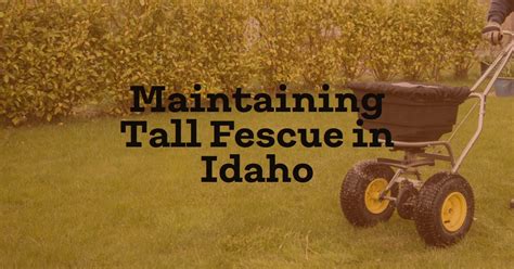 12 Month Plan For Maintaining Tall Fescue In Idaho Coast To Coast Grass