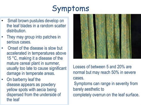 Puccinia And Wheat Rust Ppt